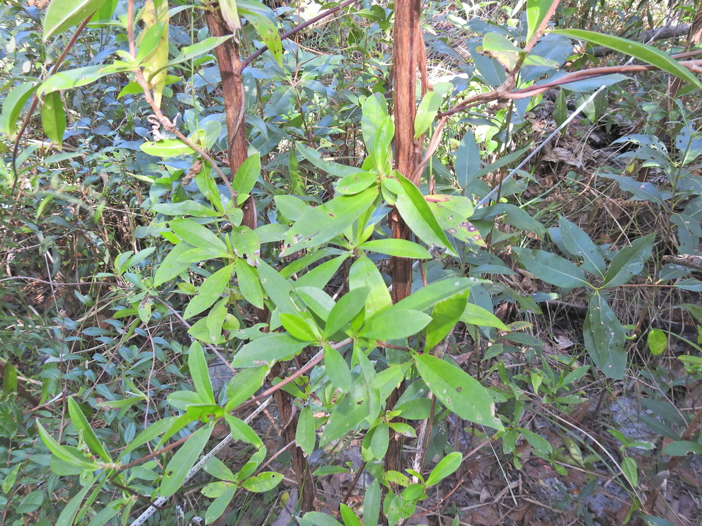Climbing Guinea flower from K'gari QLD 4581, Australia on August 15, 2023 at 10:47 AM by Scott W ...