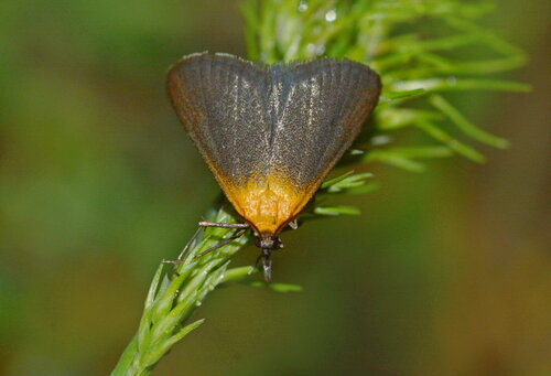 Hyperlais orodruinella · iNaturalist United Kingdom