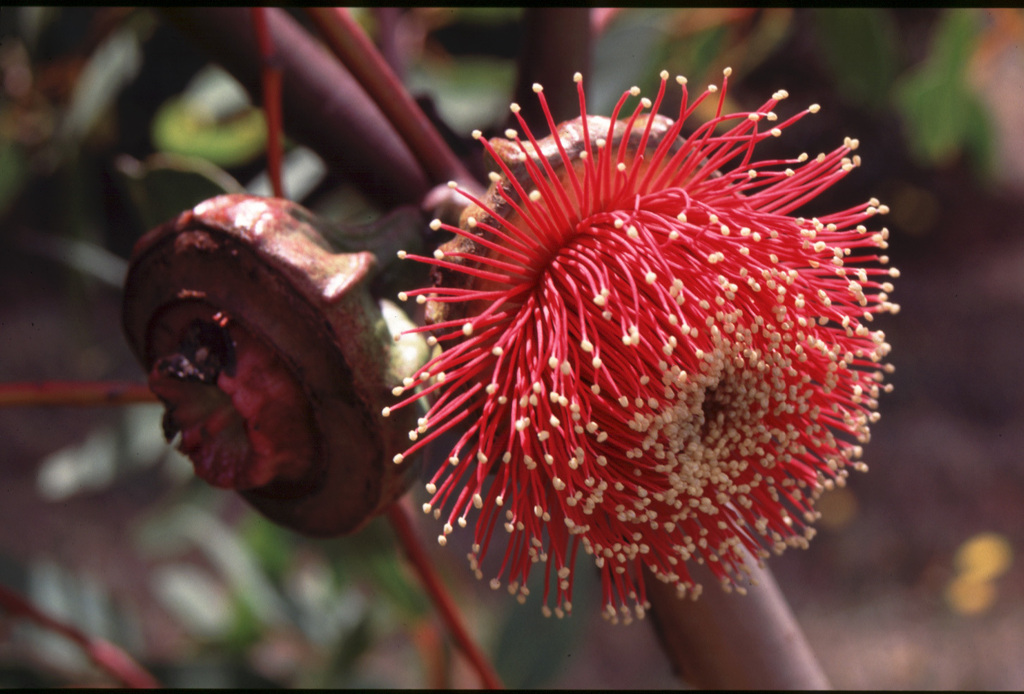 Ooldea Mallee from Plumridge Lakes WA 6431, Australia on September 30 ...