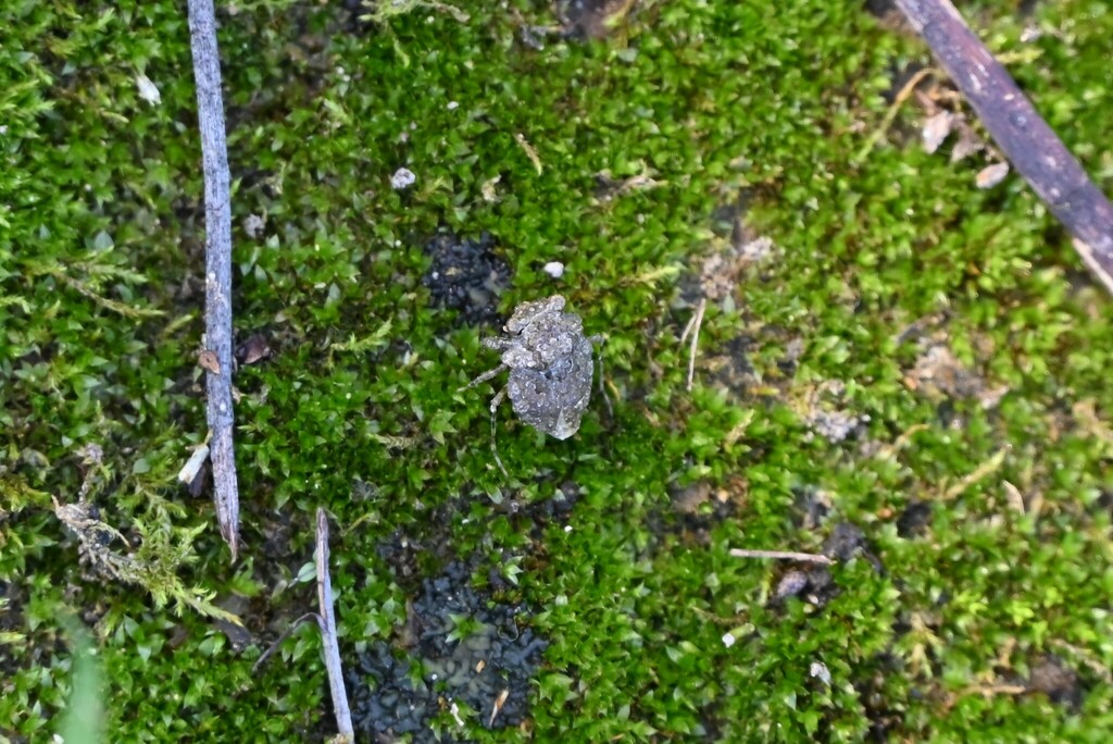 Big-eyed Toad Bug from Vermilion County, IL, USA on August 10, 2023 at ...