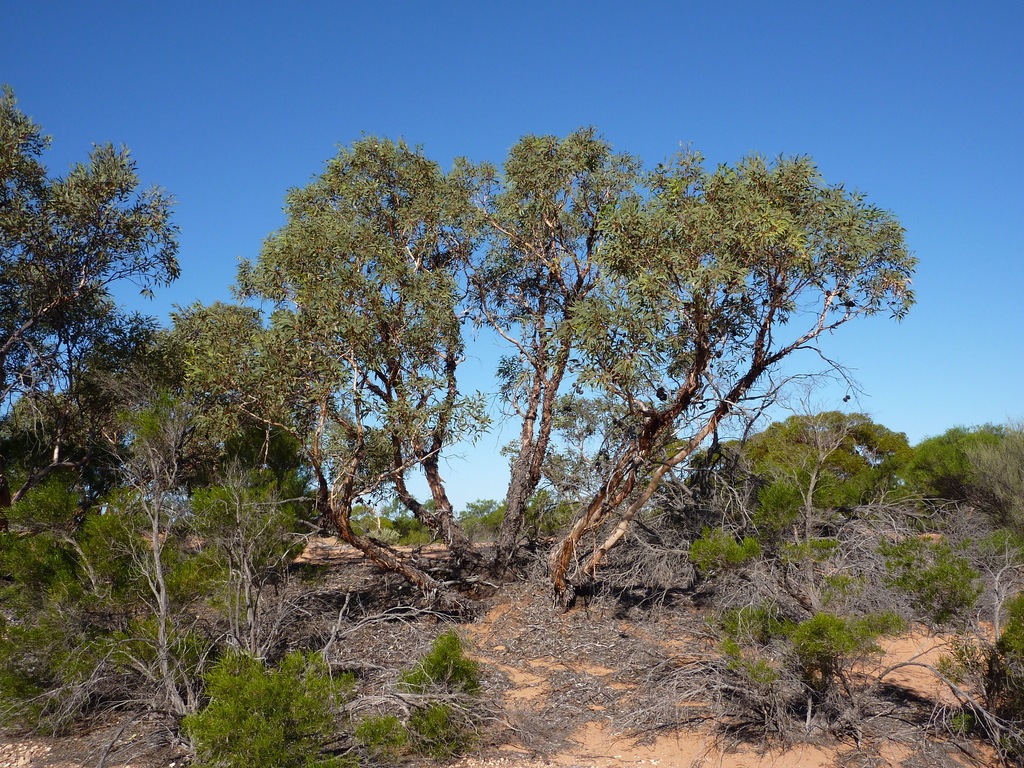Ooldea Mallee from Maralinga Tjarutja, SA 5690, Australia on March 31 ...