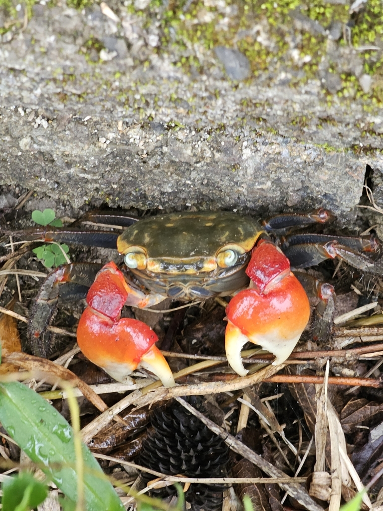 Red-clawed crab from Zhoushan, CN-ZJ, CN on July 19, 2023 at 06:29 AM ...