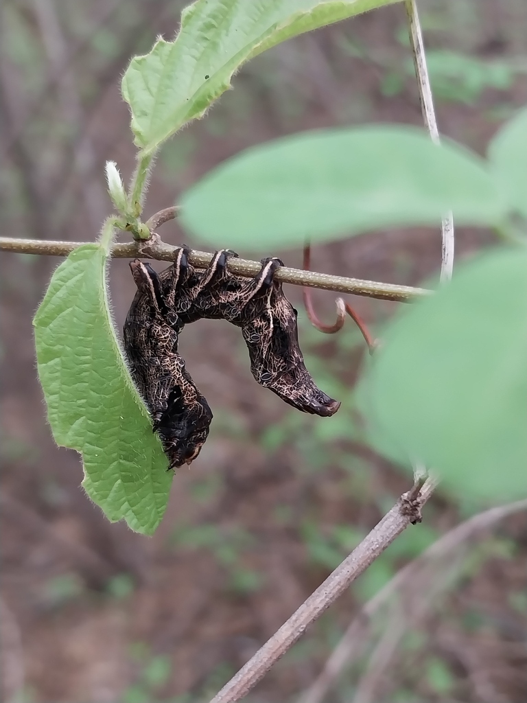 Crinodes from Alamos, Son., México on July 28, 2023 at 04:50 PM by ...