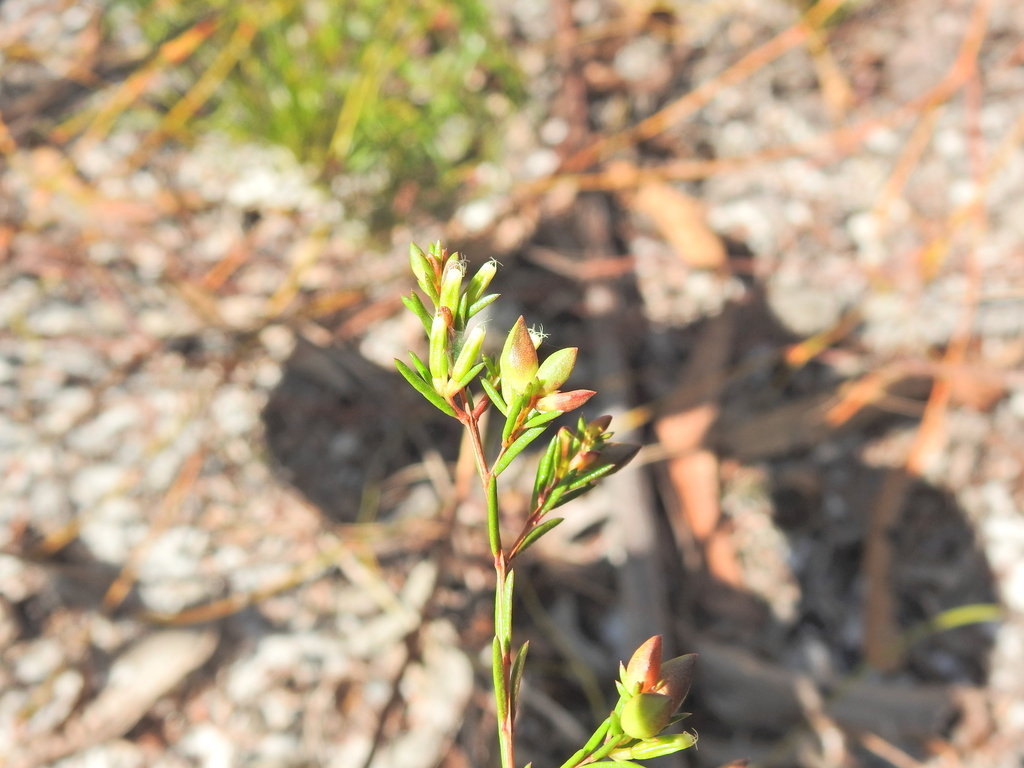 twiggy homoranthus from K'gari QLD 4581, Australia on August 15, 2023 at 12:38 PM by Scott W ...