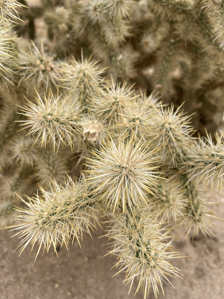 Silver Cholla from Joshua Tree National Park, Twentynine Palms, CA, US ...