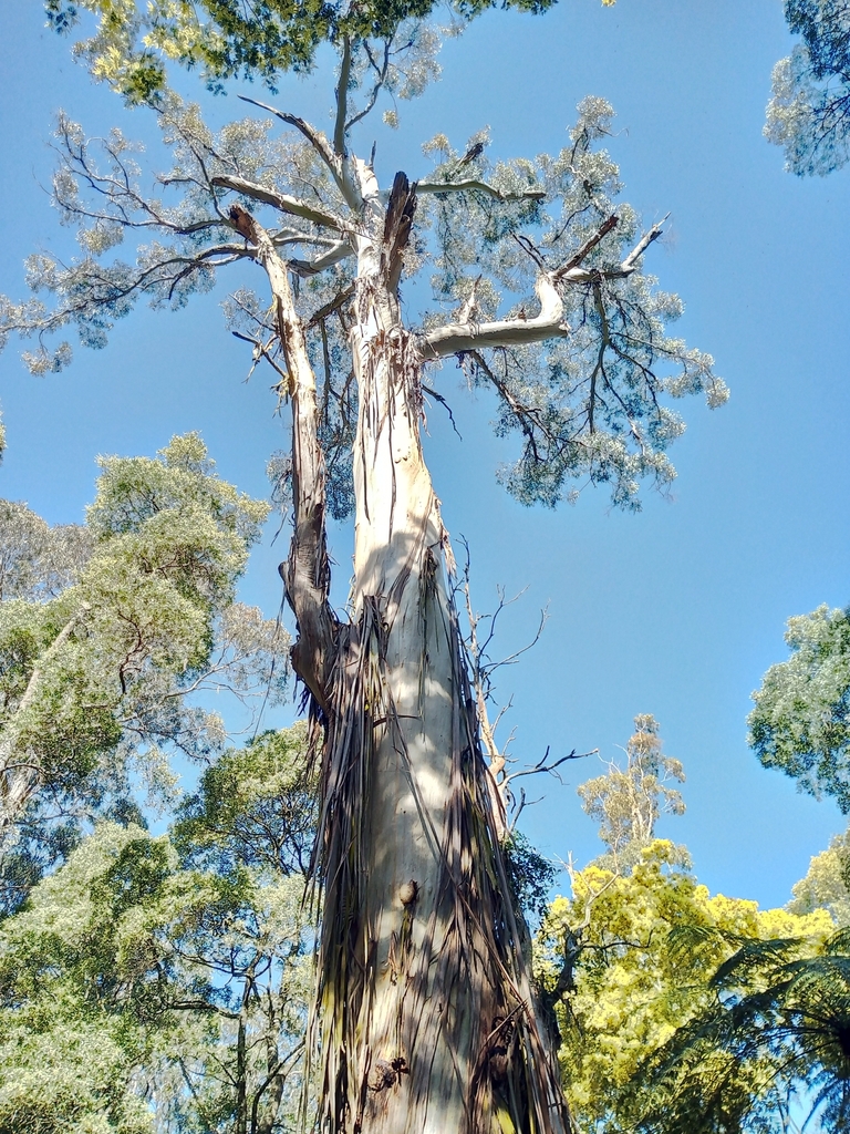 Australian Mountain Ash from Kallista VIC 3791, Australia on August 16 ...
