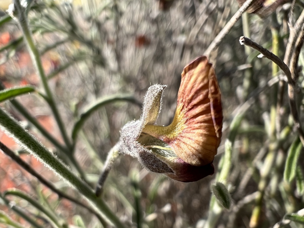 Wheeler's lamb-poison (Isotropis wheeleri) - Botanical Realm