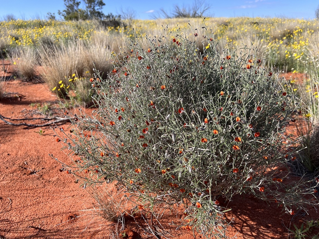 Wheeler's lamb-poison (Isotropis wheeleri) - Botanical Realm