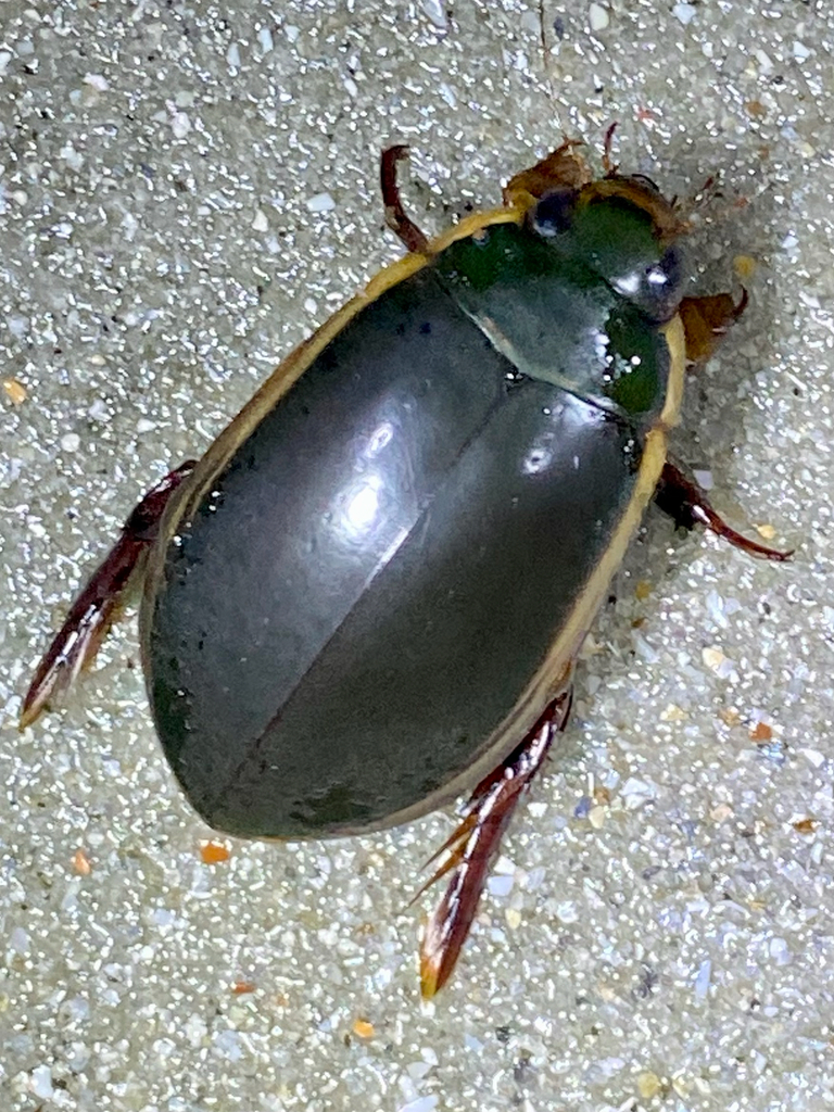 Fringed Diving Beetle from Myrtle Beach on August 11, 2023 at 01:31 AM ...