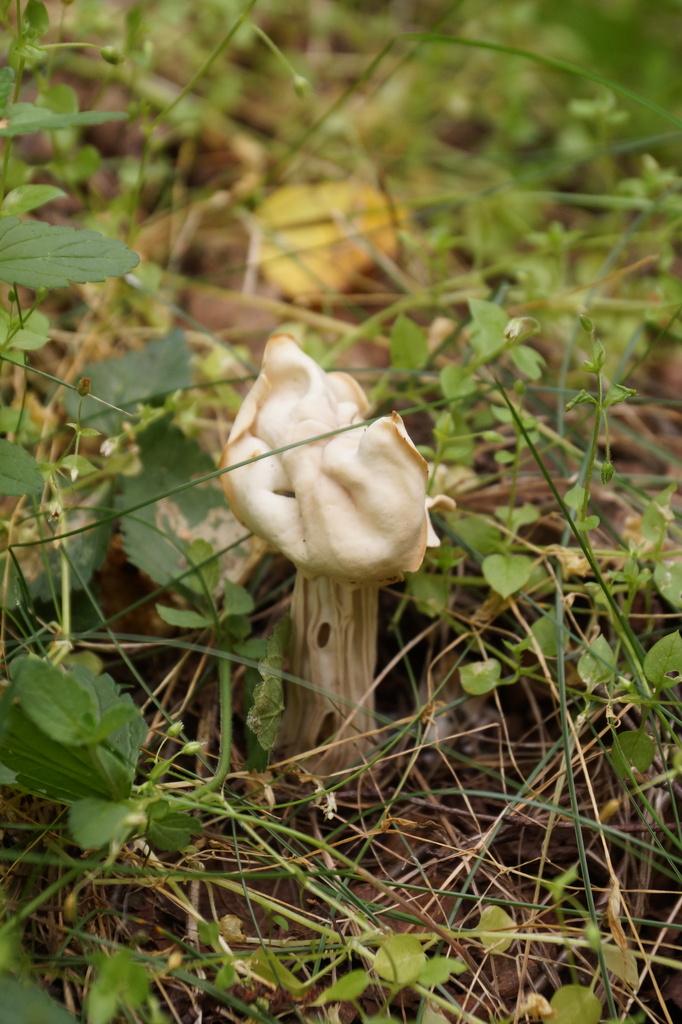 White Saddle from Babruysk, BY-MA, BY on August 15, 2023 at 02:10 PM by ...