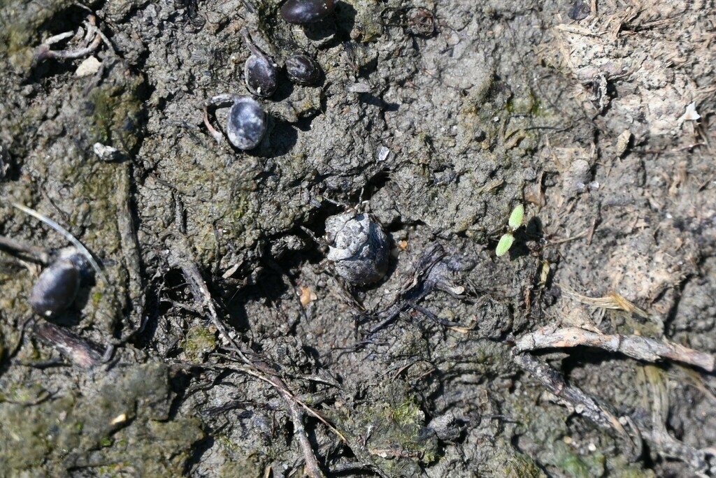 Big-eyed Toad Bug from Vermilion County, IL, USA on August 10, 2023 at ...