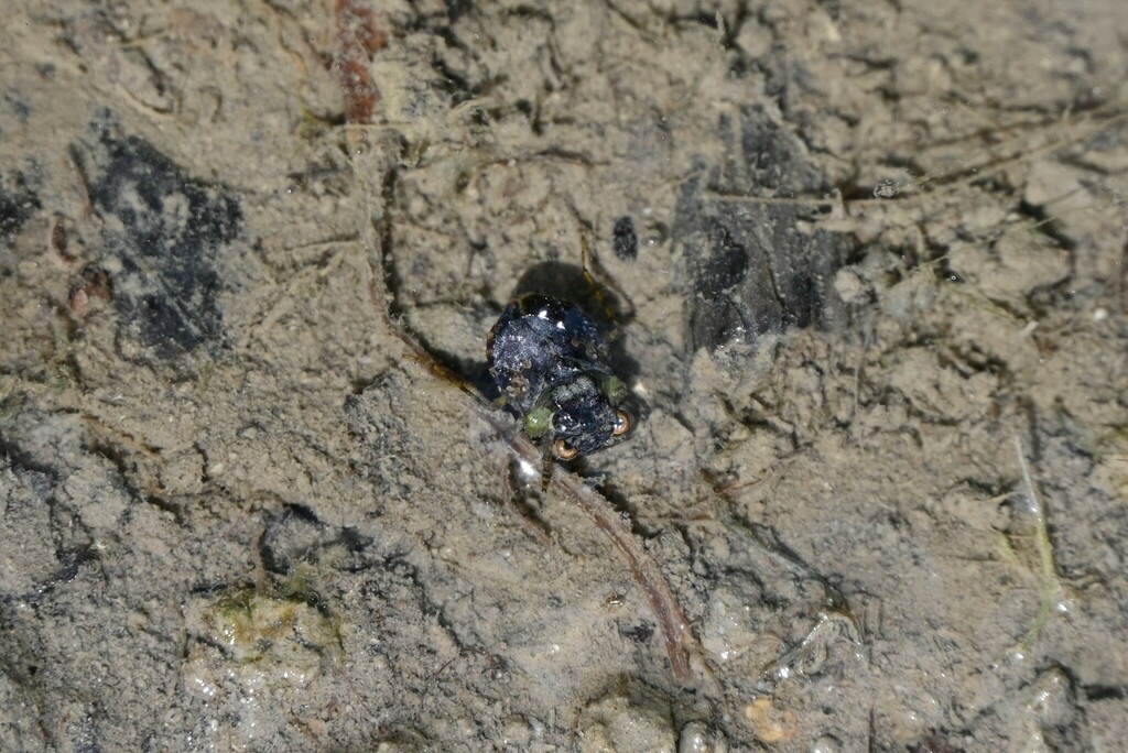 Big-eyed Toad Bug from Vermilion County, IL, USA on August 10, 2023 at ...