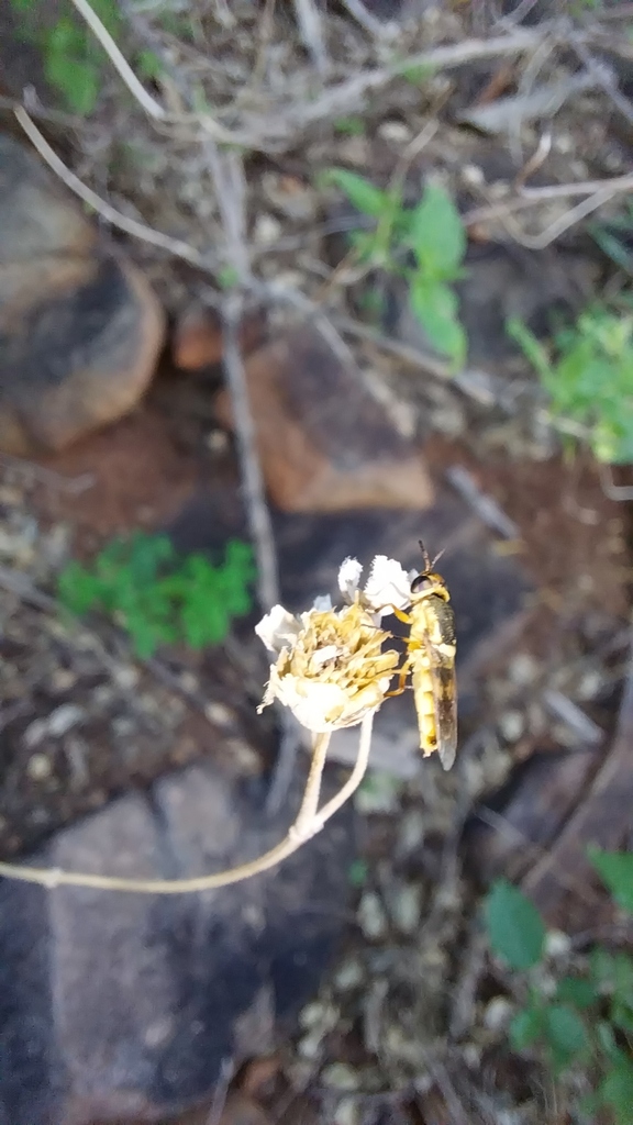 Winged and Once-winged Insects from Alamos, Sonora, Mexico on August 1 ...