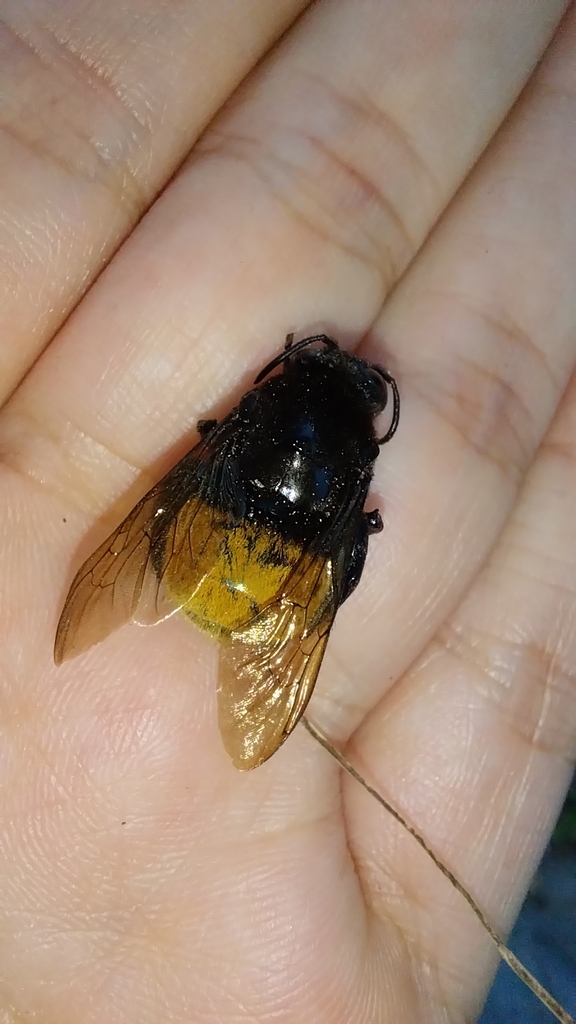 Eulaema polychroma from Alamos, Sonora, Mexico on August 1, 2023 at 05: ...