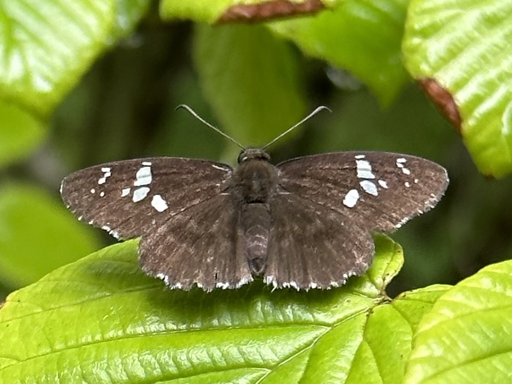 White-banded Flat from Kanagawa, JP on August 16, 2023 at 12:59 PM by ...
