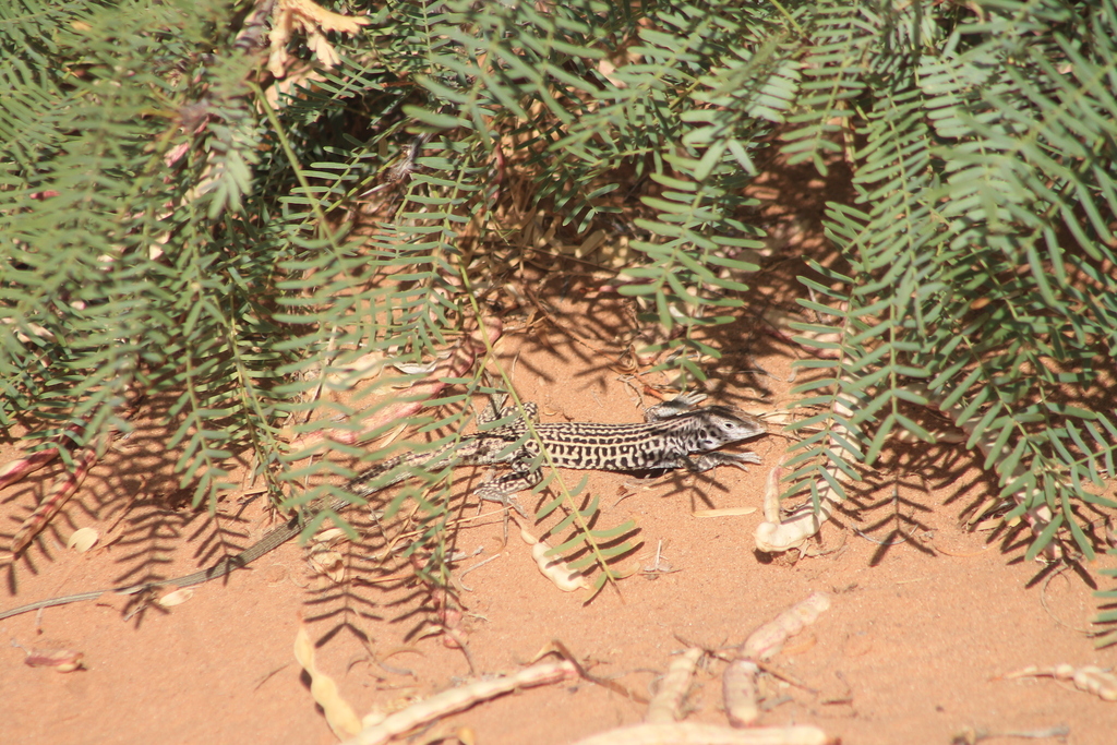Common Checkered Whiptail in August 2023 by Jesús Manuel Martínez ...