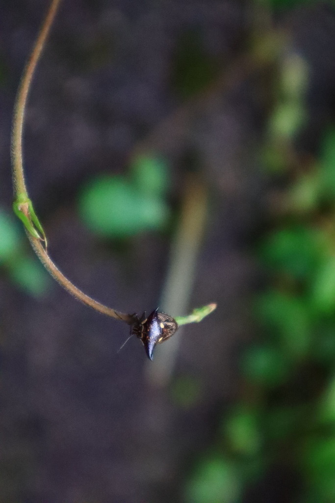 Alcimocoris from 福建省三明市明溪县紫云村 邮政编码: 365204 on August 9, 2023 at 06:40 ...