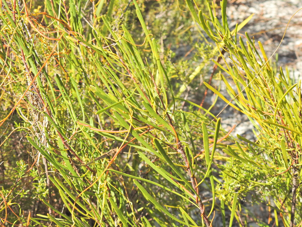 Strangea linearis from K'gari QLD 4581, Australia on August 15, 2023 at 01:32 PM by Scott W ...