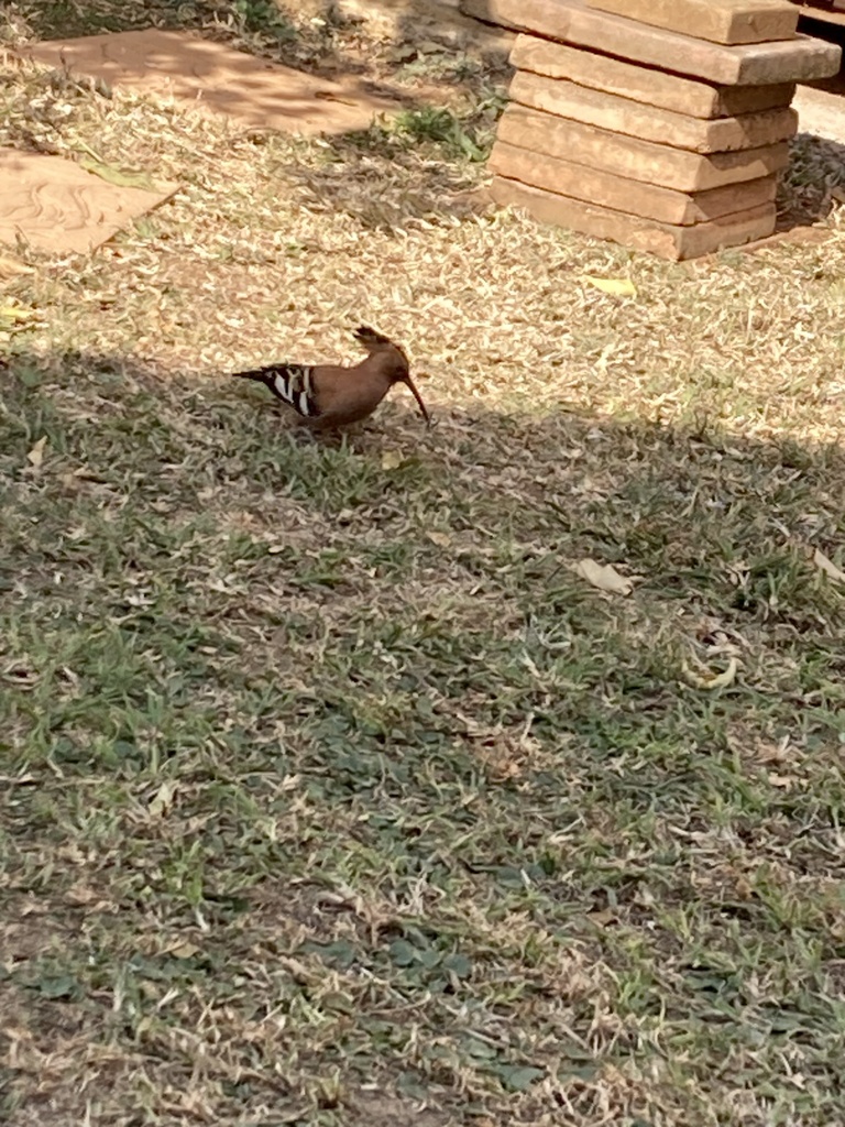 African Hoopoe from Soekmekaar Street, Pretoria, GP, ZA on August 16 ...