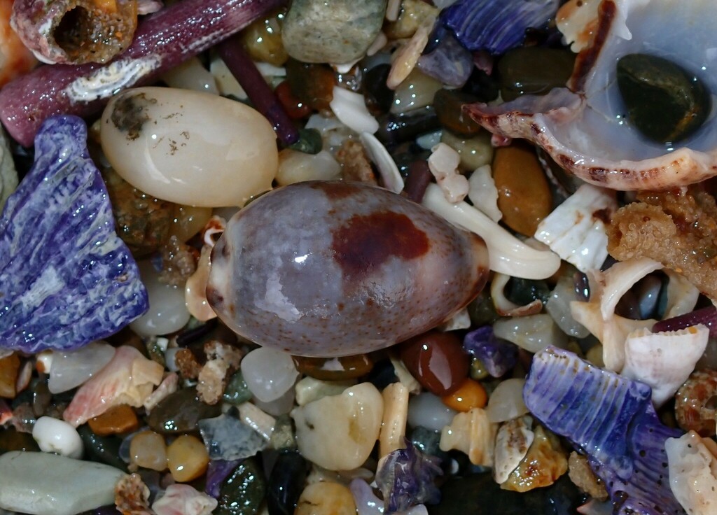 graceful cowrie from Minnie Water NSW 2462, Australia on August 16 ...