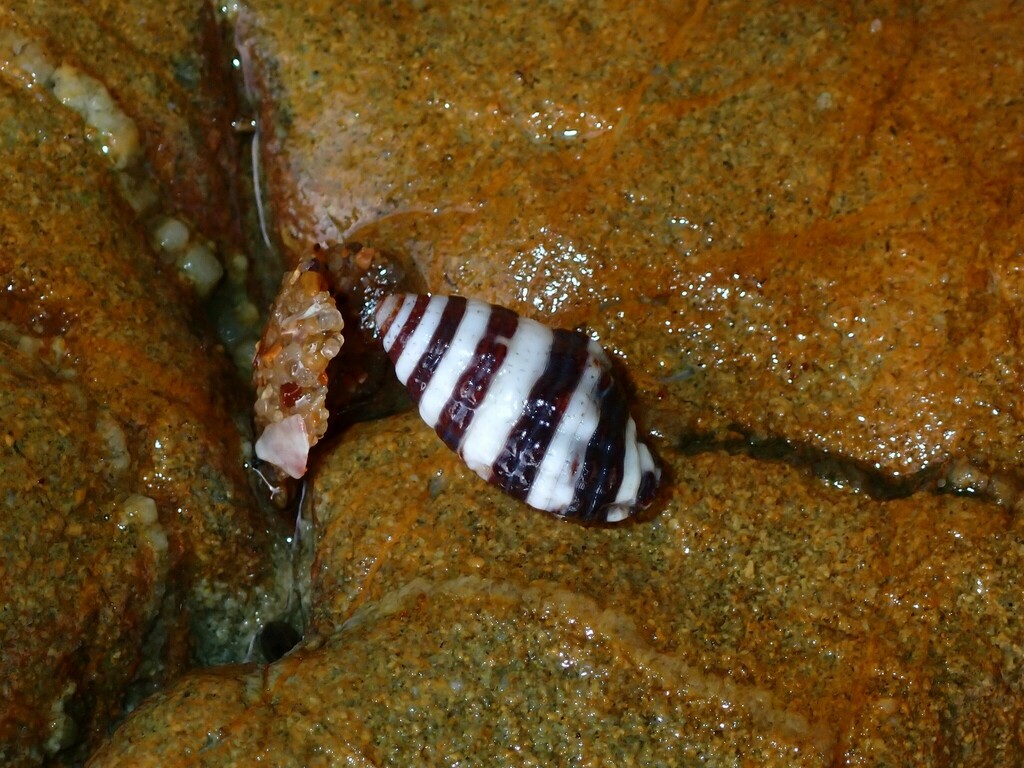 Engina zonalis from Minnie Water NSW 2462, Australia on August 16, 2023 at 09:40 AM by Adrian ...