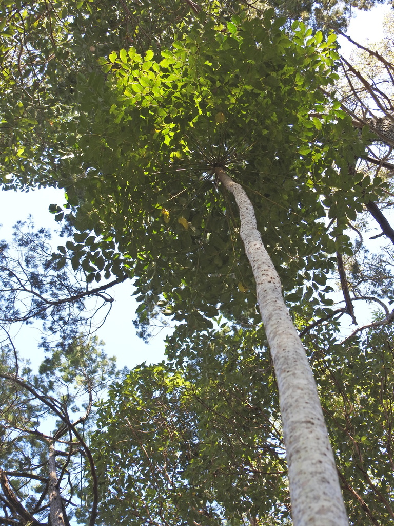 celery wood from K'gari QLD 4581, Australia on August 15, 2023 at 02:04 PM by Scott W. Gavins. K ...