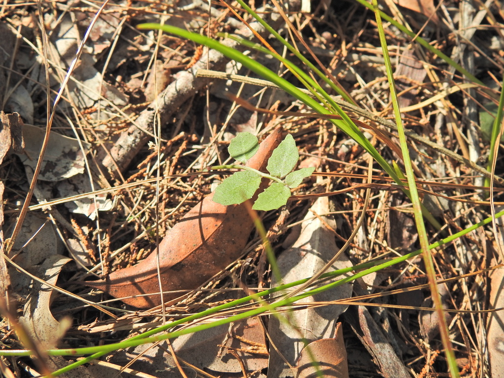 White Root from K'gari QLD 4581, Australia on August 15, 2023 at 02:05 PM by Scott W. Gavins. K ...