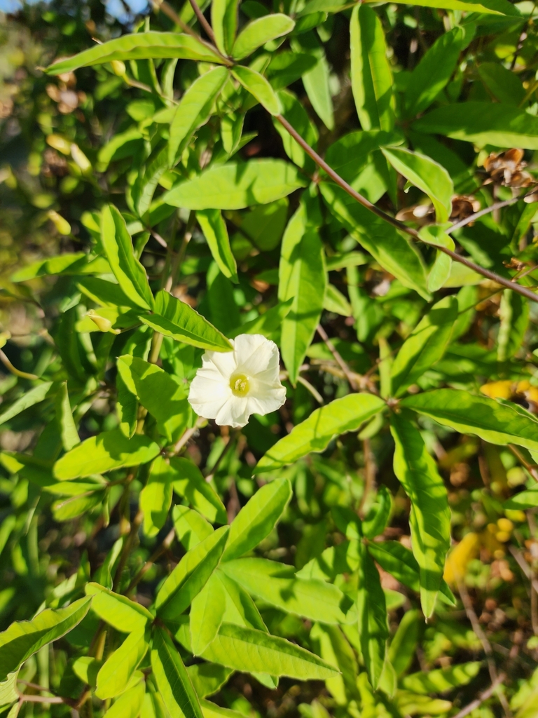 Rock Rosemary from Picnic Bay QLD 4819, Australia on August 15, 2023 at ...