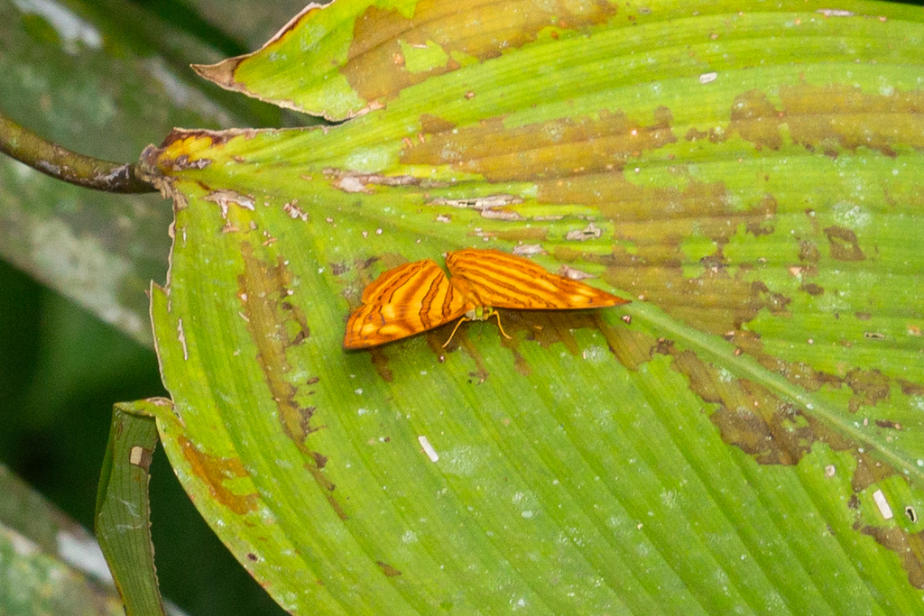 Wavy Maplet from Road to Raub, Pahang, Malaysia on July 20, 2023 at 05: ...