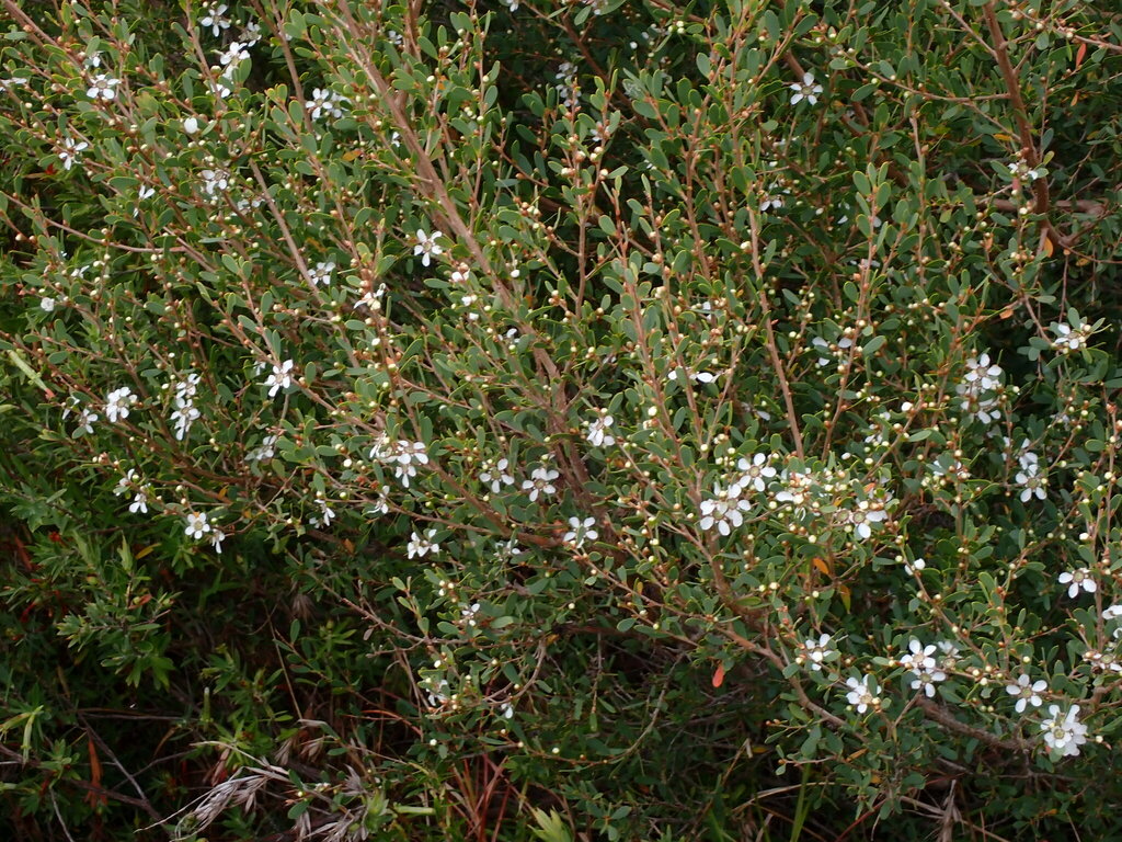 Australian Tea Tree from Minnie Water NSW 2462, Australia on August 16 ...