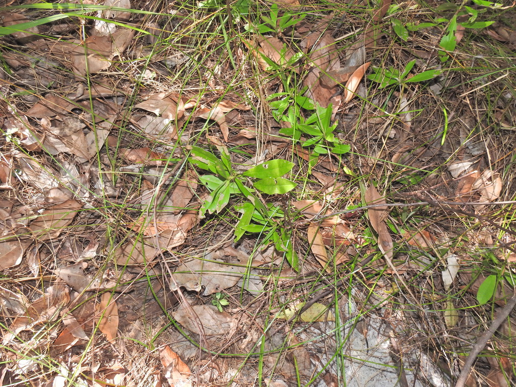 Climbing Guinea flower from K'gari QLD 4581, Australia on August 15, 2023 at 02:19 PM by Scott W ...