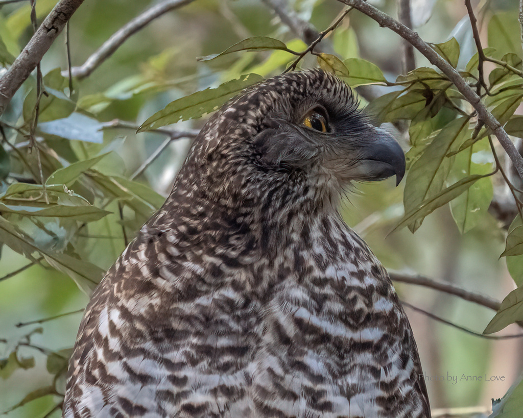 Powerful Owl in August 2023 by Anne Love · iNaturalist