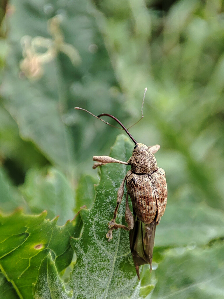 Curculio dentipes from г. Владивосток, Приморский край, Россия on July ...