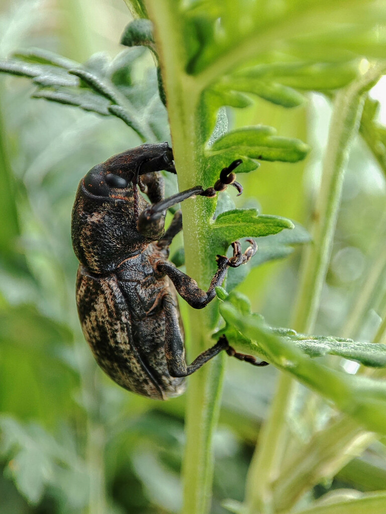 Adosomus granulosus from г. Владивосток, Приморский край, Россия on ...