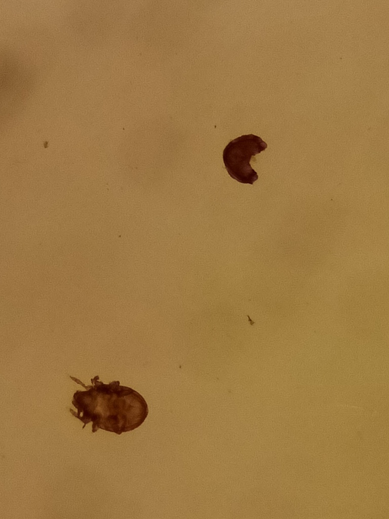 beetle mites from Duvauchelle, New Zealand on March 17, 2023 at 10:22 ...