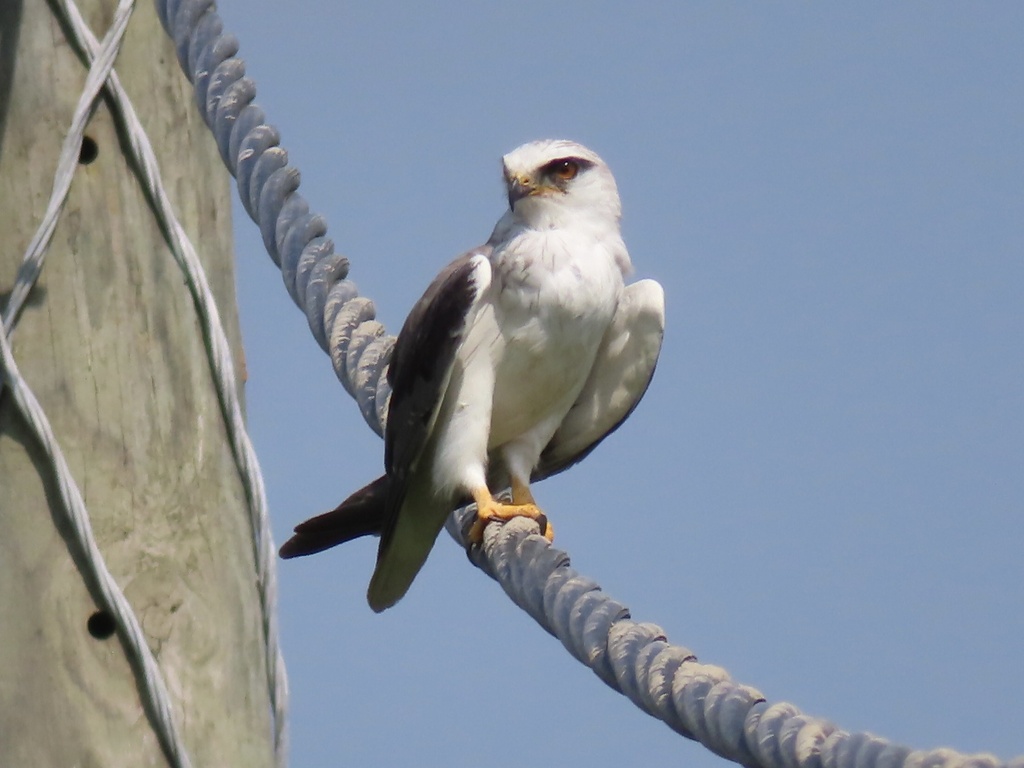 Black-winged Kite in August 2023 by hei_wildlife · iNaturalist