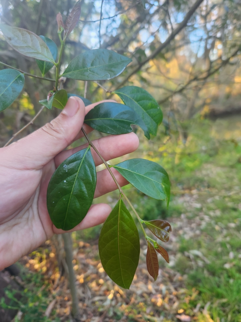 Cheese Tree from Woodburn NSW 2472, Australia on August 16, 2023 at 04: ...