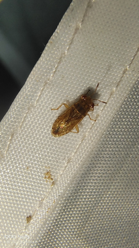 False chinch bugs from Xishuangbanna Dai, Yunnan, China on July 16 ...