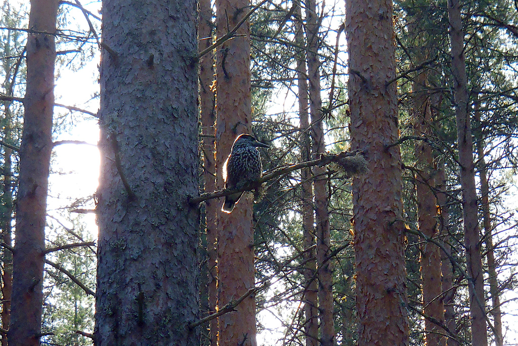 Northern Nutcracker from Joensuu, Suomi on August 15, 2023 at 02:41 PM ...