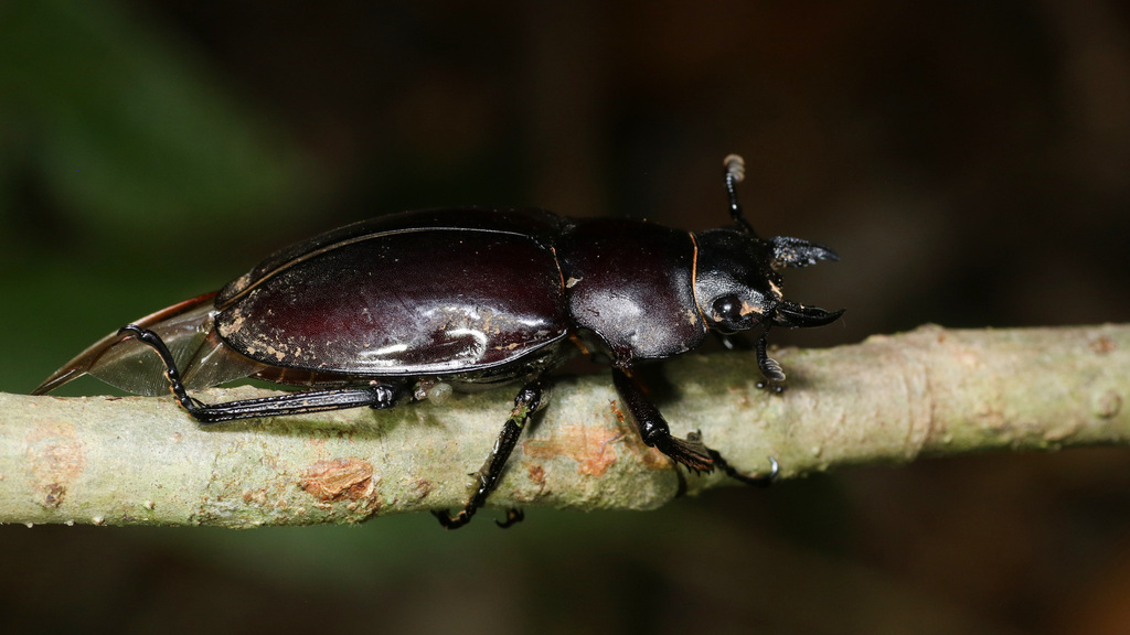 Odontolabis dalmani (Mushiking of Malay Archipelago) · iNaturalist