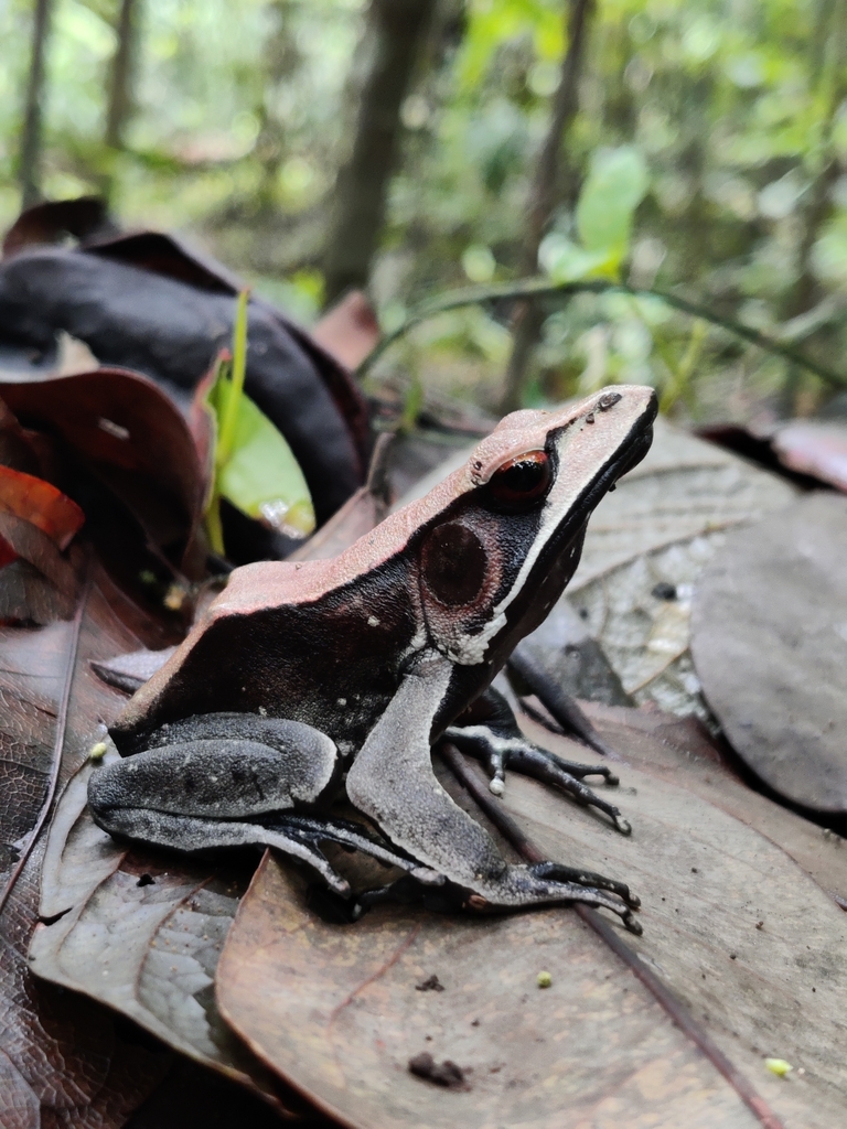 Bicolored Frog in August 2023 by Yuwaraj Gurjar · iNaturalist