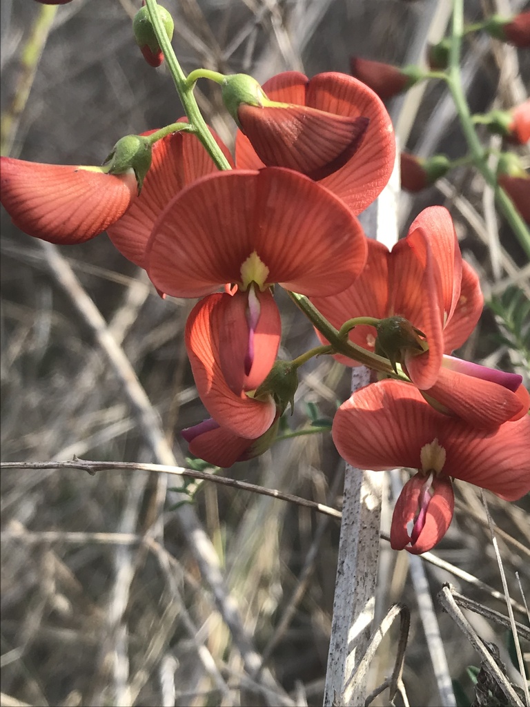 Smooth Darling Pea from Wyaralong, QLD, AU on August 16, 2023 at 09:36 ...