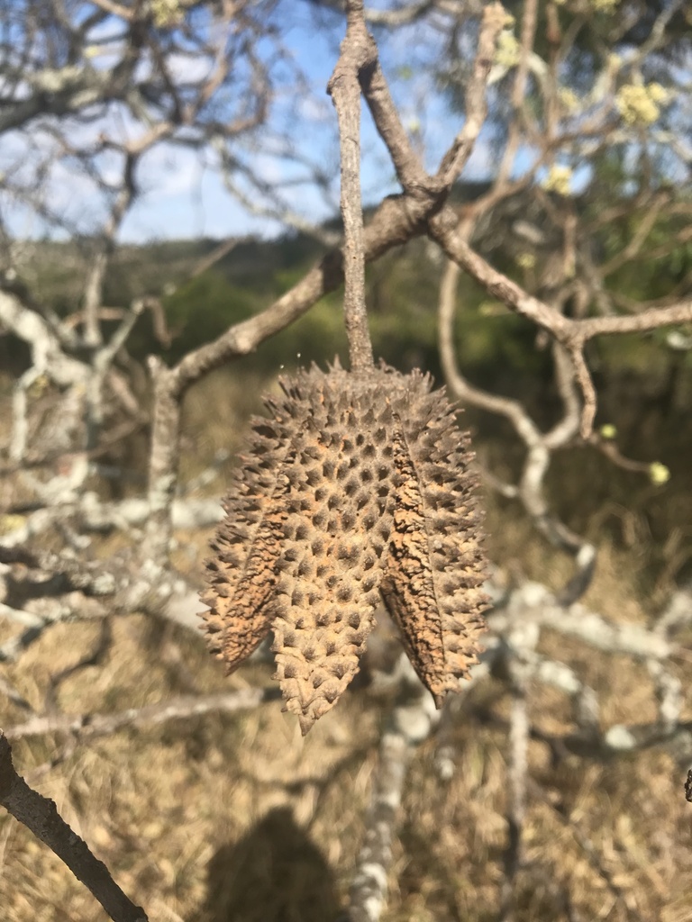 Crows Ash from Wyaralong, QLD, AU on August 16, 2023 at 09:46 AM by ...