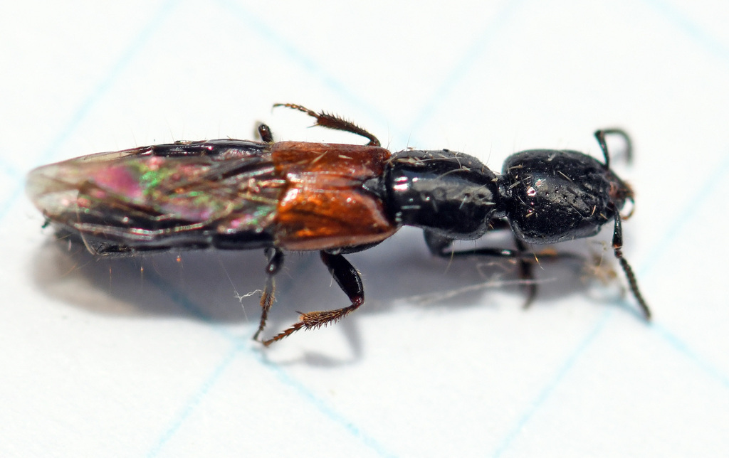 Megalinus glabratus from Héron, Belgique on August 14, 2023 at 05:58 PM ...