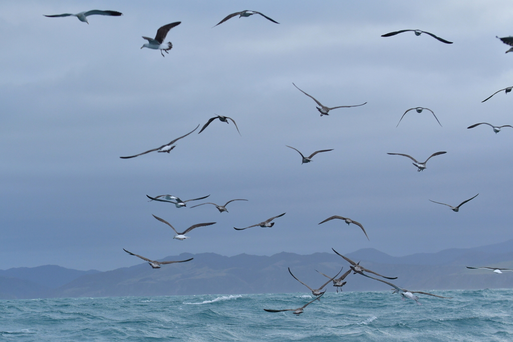 Southern Black-backed Gull from Wellington, New Zealand on August 6 ...