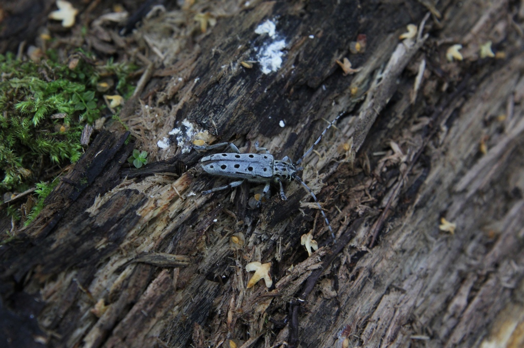 Saperda perforata from Ногинский р-н, Московская обл., Россия on August ...
