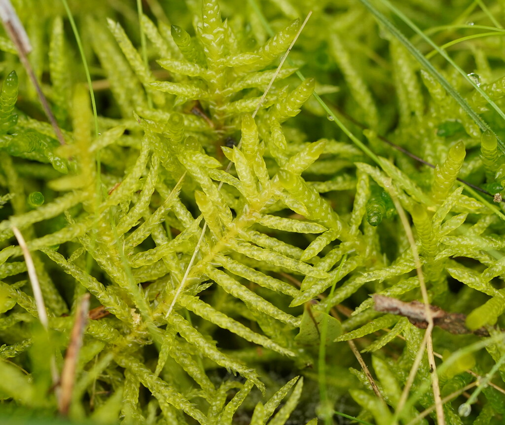 Neat Feather-moss from Boronia VIC 3155, Australia on August 14, 2023 ...