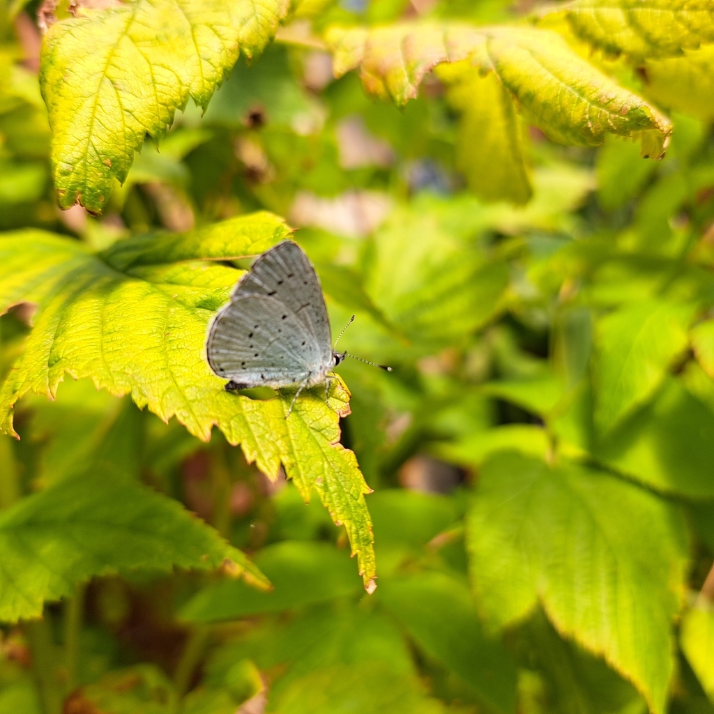 Holly Blue from Hull HU7, UK on August 16, 2023 at 11:17 AM by Robin ...