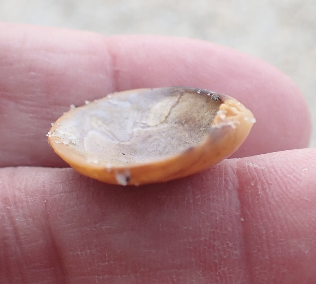 Katelysia from Yanakie VIC 3960, Australia on August 14, 2023 at 04:30 ...