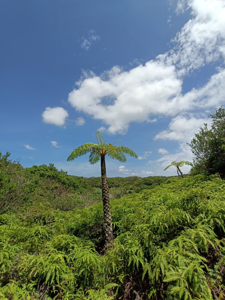 Flying Spider Monkey Tree Fern from 947台灣屏東縣九棚村 on August 15, 2023 at ...